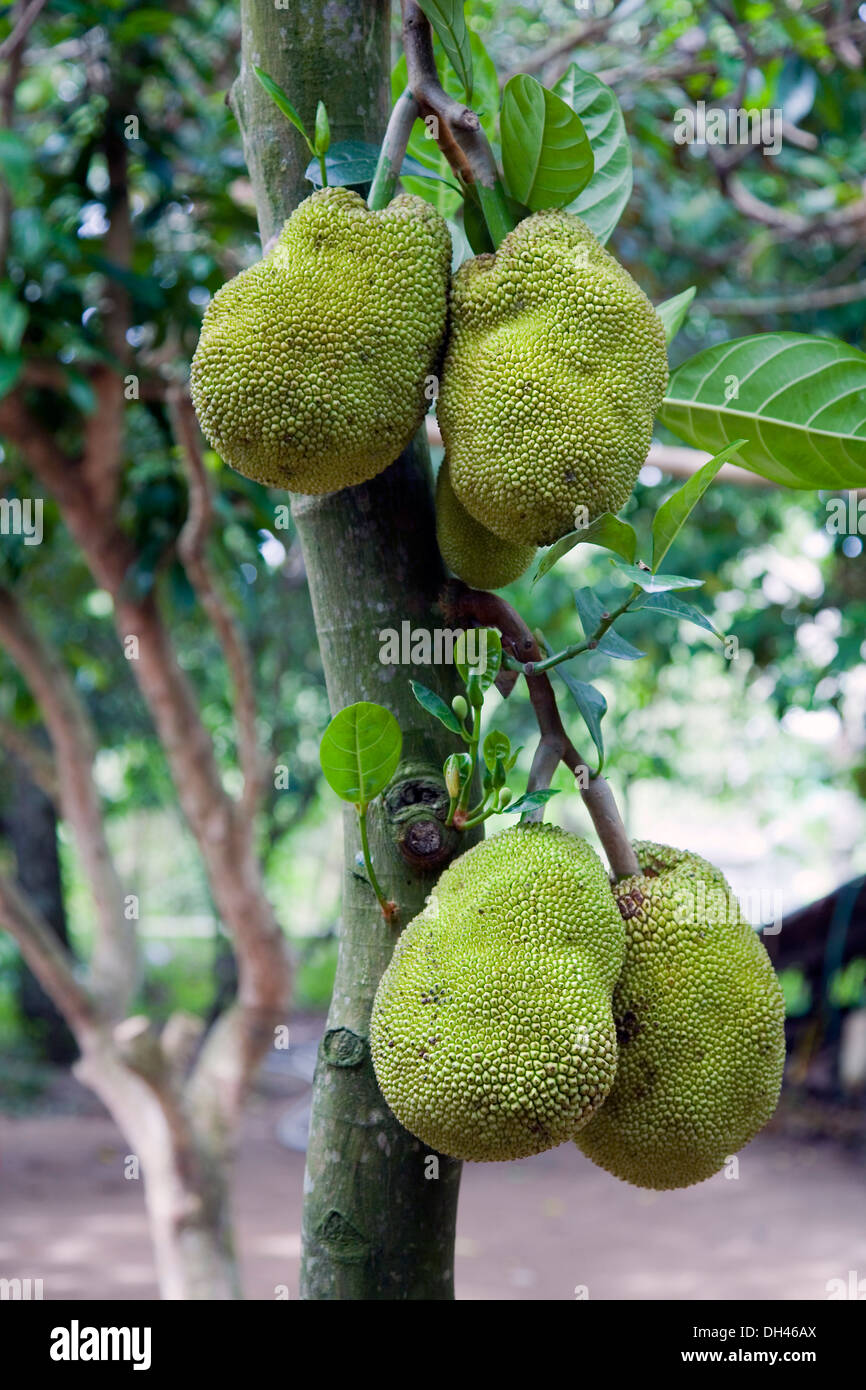 Artocarpus fruit du jacquier Banque de photographies et d’images à ...