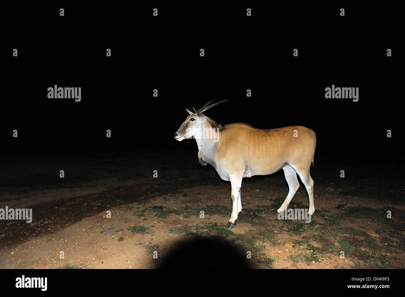Oryx africains Banque de photographies et d’images à haute résolution ...