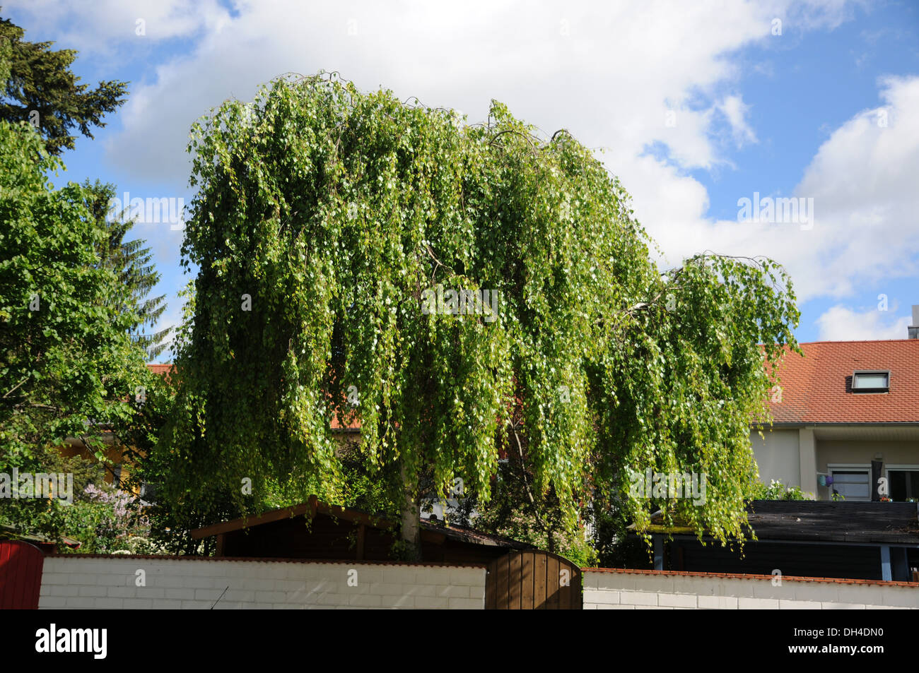 Weeping birch tree Banque de photographies et d’images à haute ...