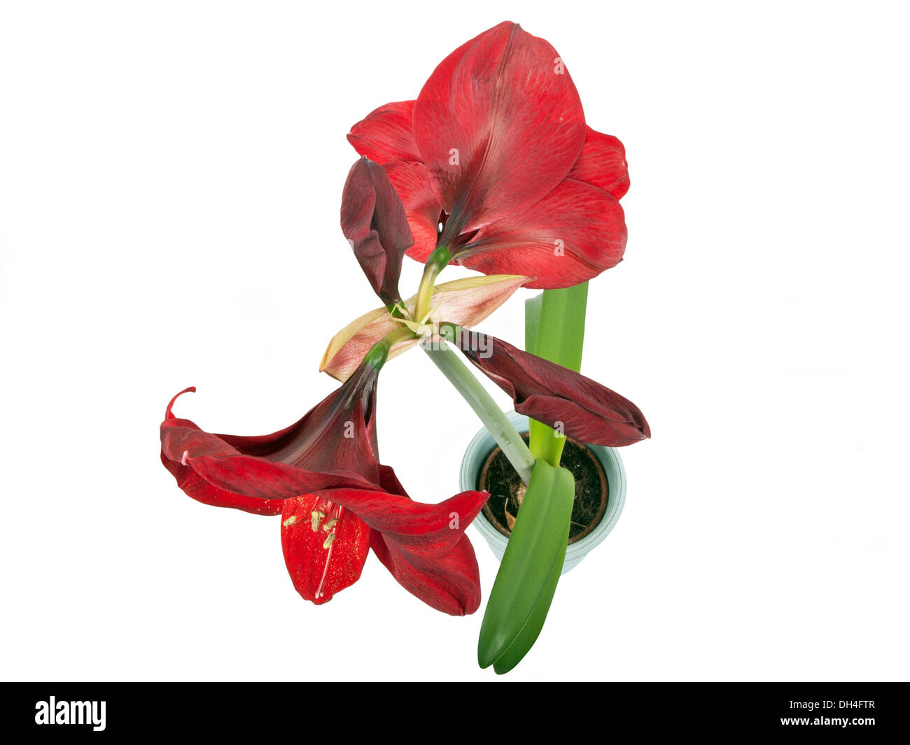 Amaryllis en fleurs Banque de photographies et d’images à haute ...