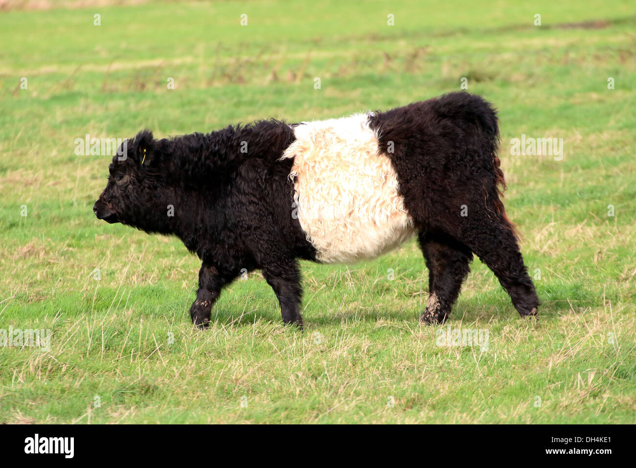 Oreo vache Banque de photographies et d’images à haute résolution - Alamy