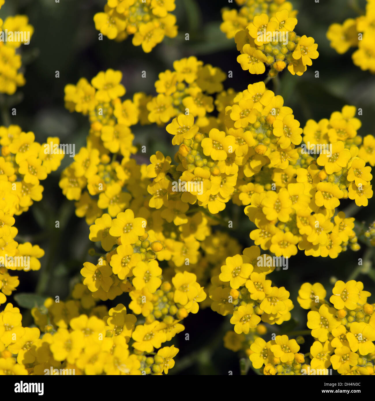 Pluie jaune Banque de photographies et d’images à haute résolution - Alamy