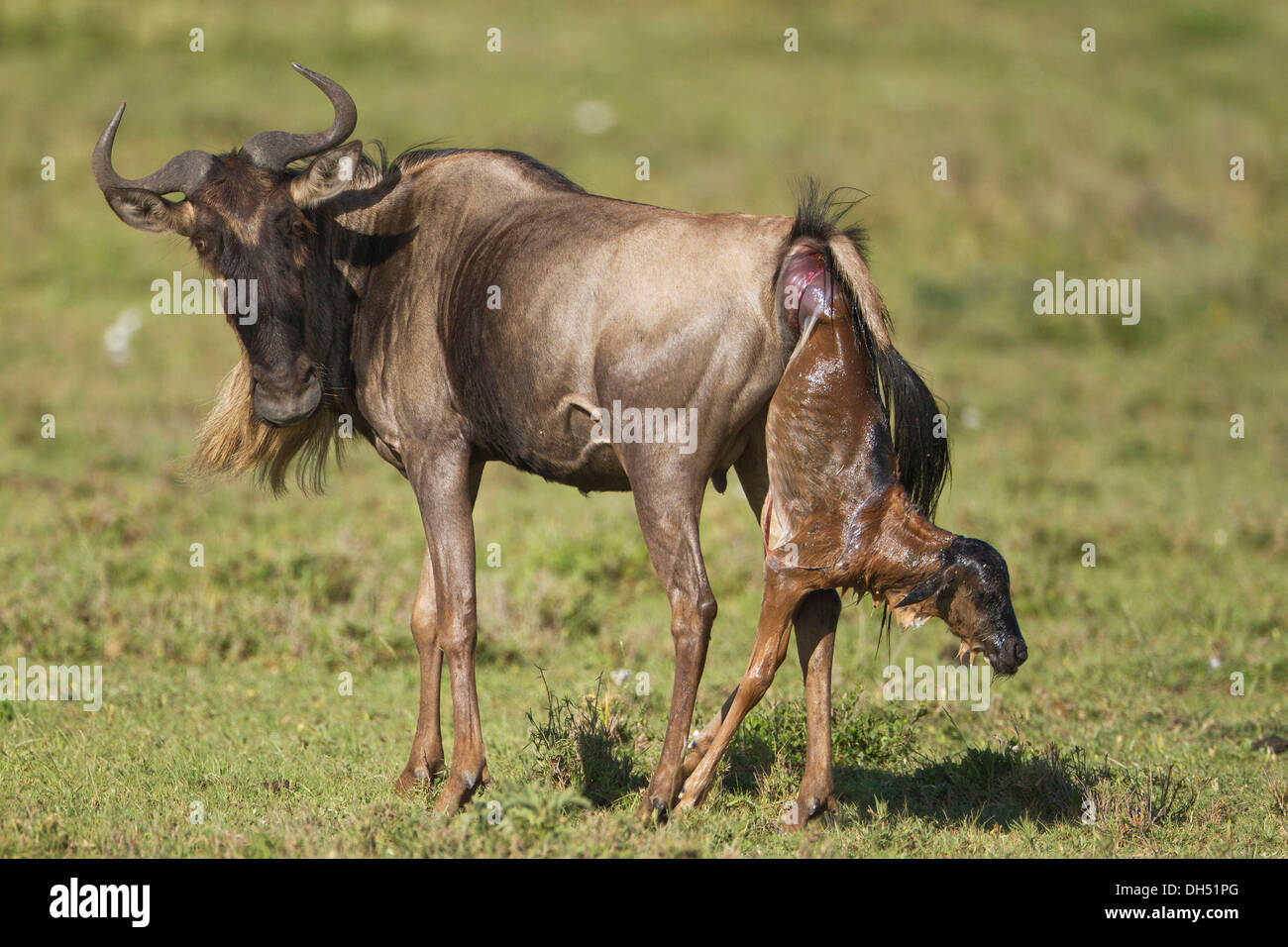 Naissance de gnou Banque de photographies et d’images à haute résolution - Alamy