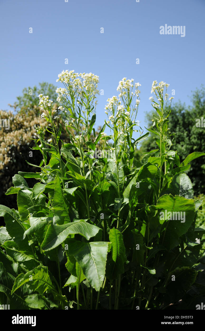 Fleur de raifort Banque de photographies et d’images à haute résolution ...