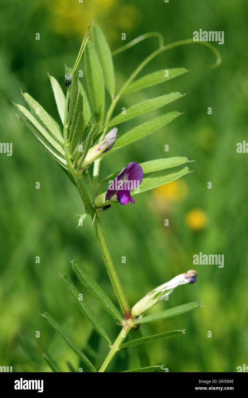 Vesce commune Banque de photographies et d’images à haute résolution ...