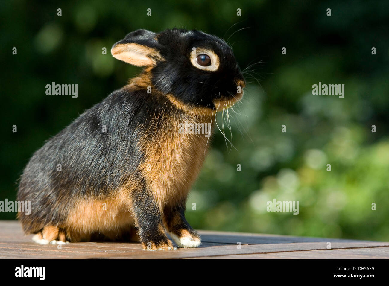 Netherland Dwarf, race de lapin noir, tan Photo Stock - Alamy