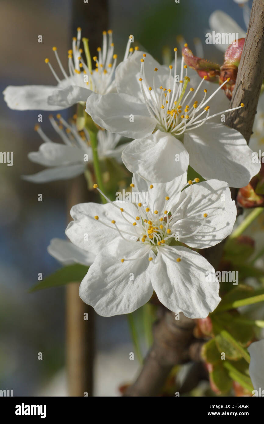 Fleurs de prunier Banque de photographies et d’images à haute ...