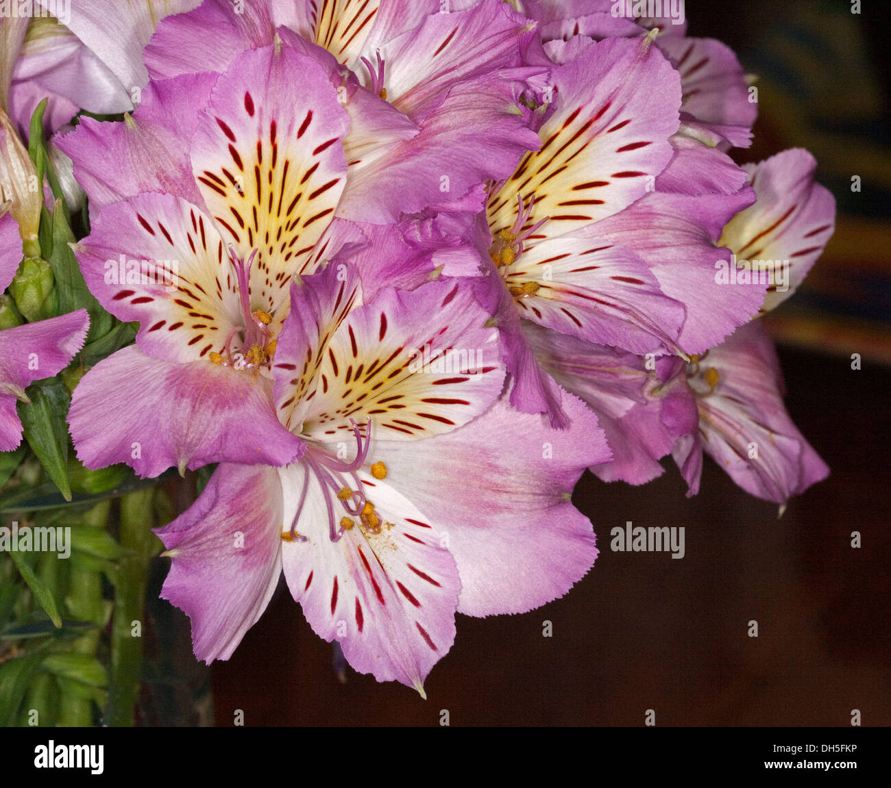 Alstroemeria princess lilies Banque de photographies et d’images à ...