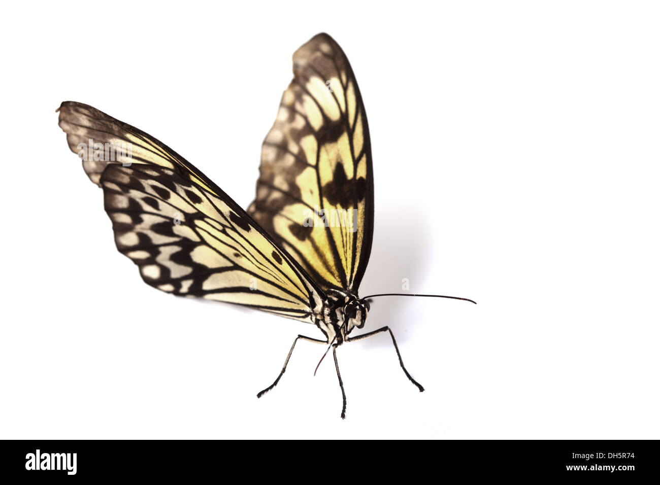 Anatomie des insectes Banque d'images détourées - Alamy