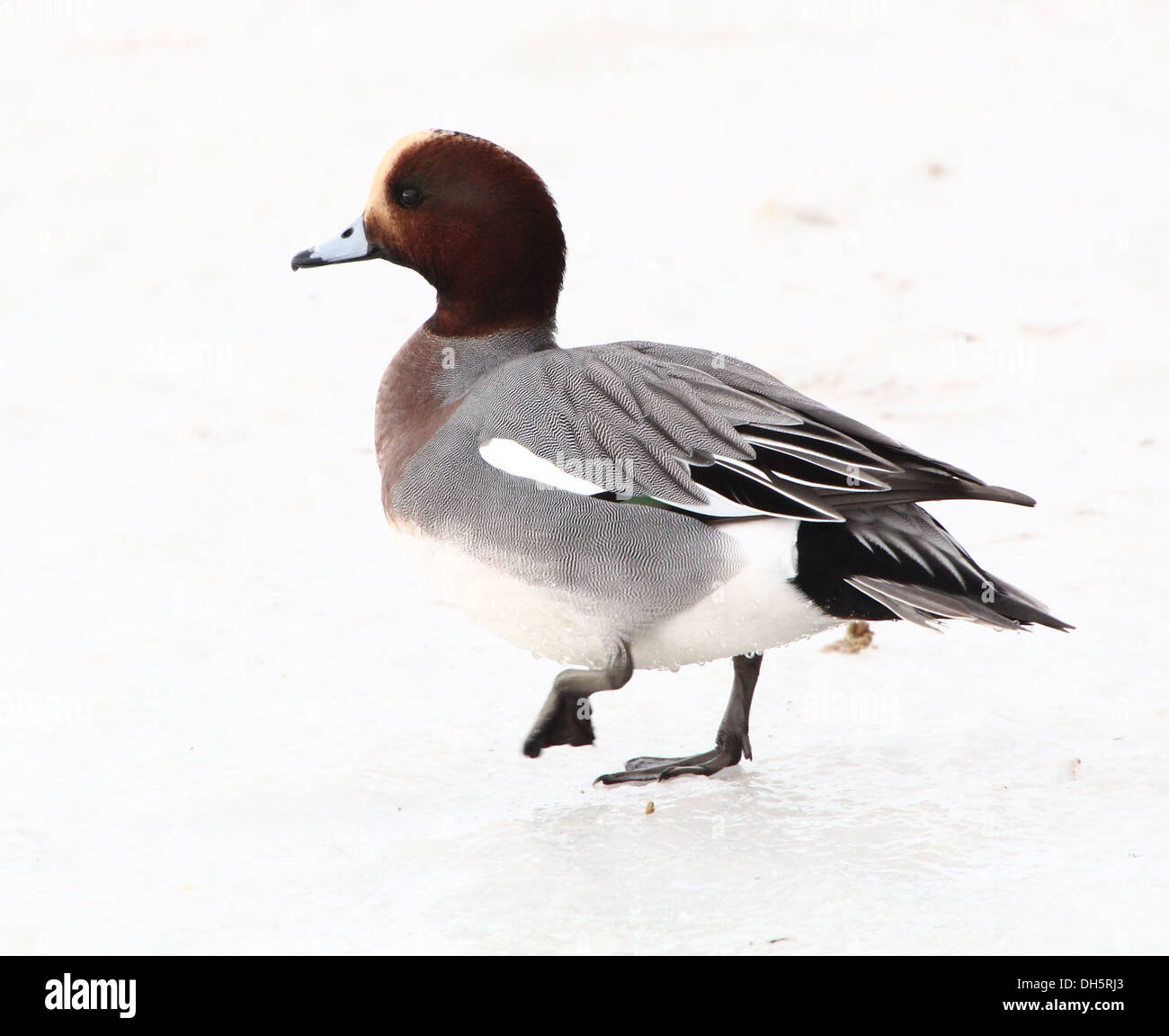 Vogel marchant Banque d'images détourées - Alamy