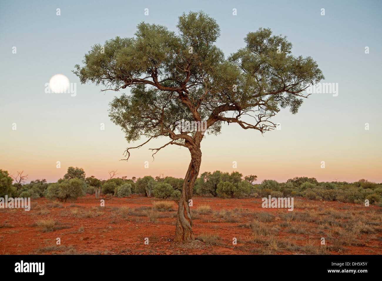 Arbre solitaire, terre rouge de plaines, ciel rose et la pleine lune à ...