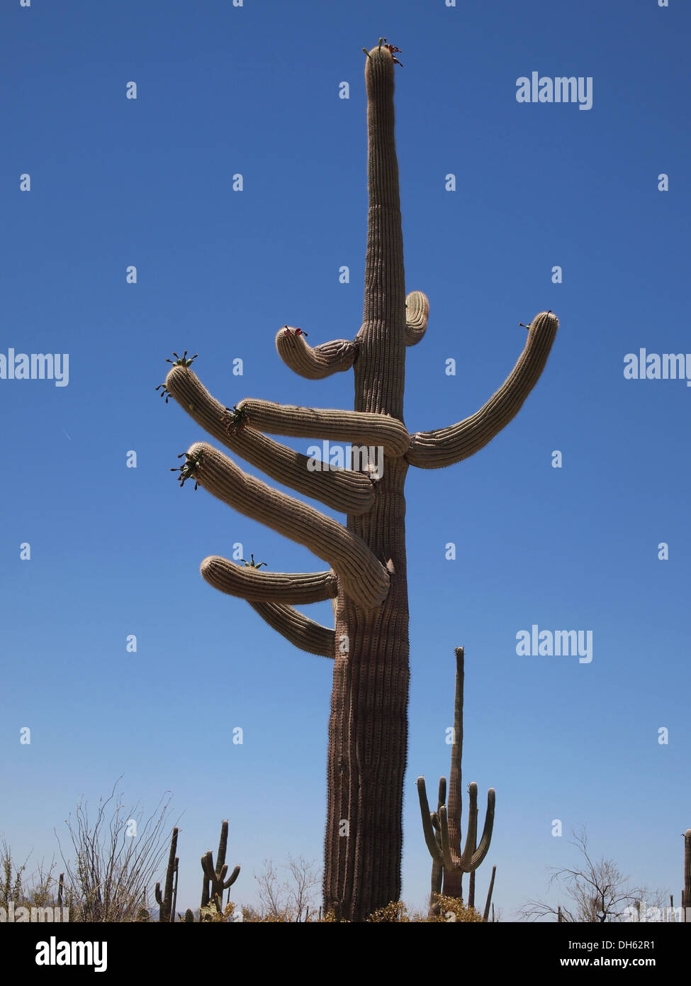 Un cactus géant saguaro avec plusieurs membres des 'pointant le long de ...