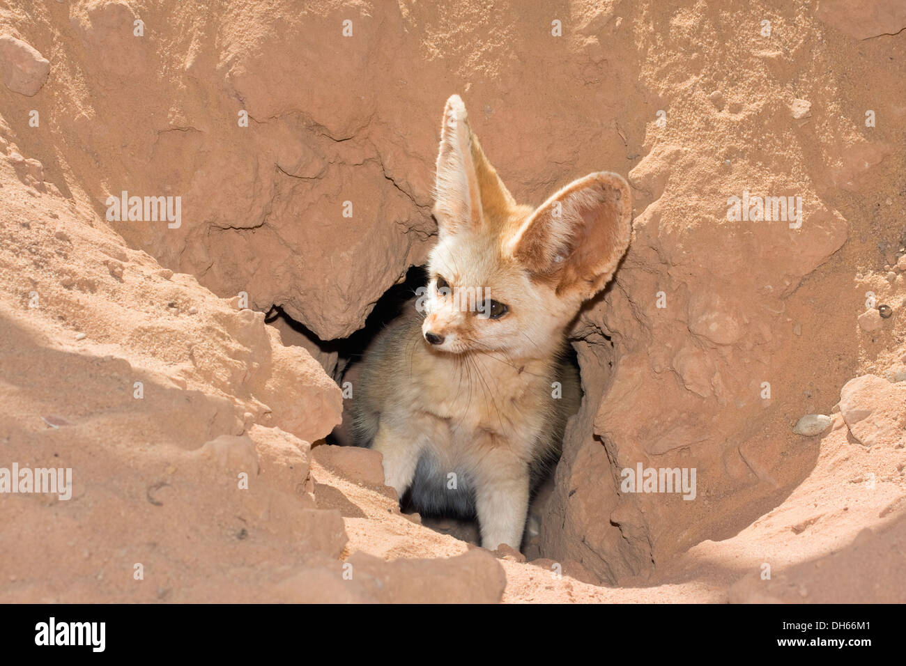 Fennec Canis (fox) zerdus à hors de son terrier, Désert de Libye, Maroc ...