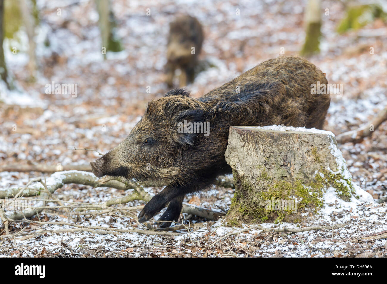 Le sanglier (Sus scrofa), frottement corps sur souche d'arbre, parc ...