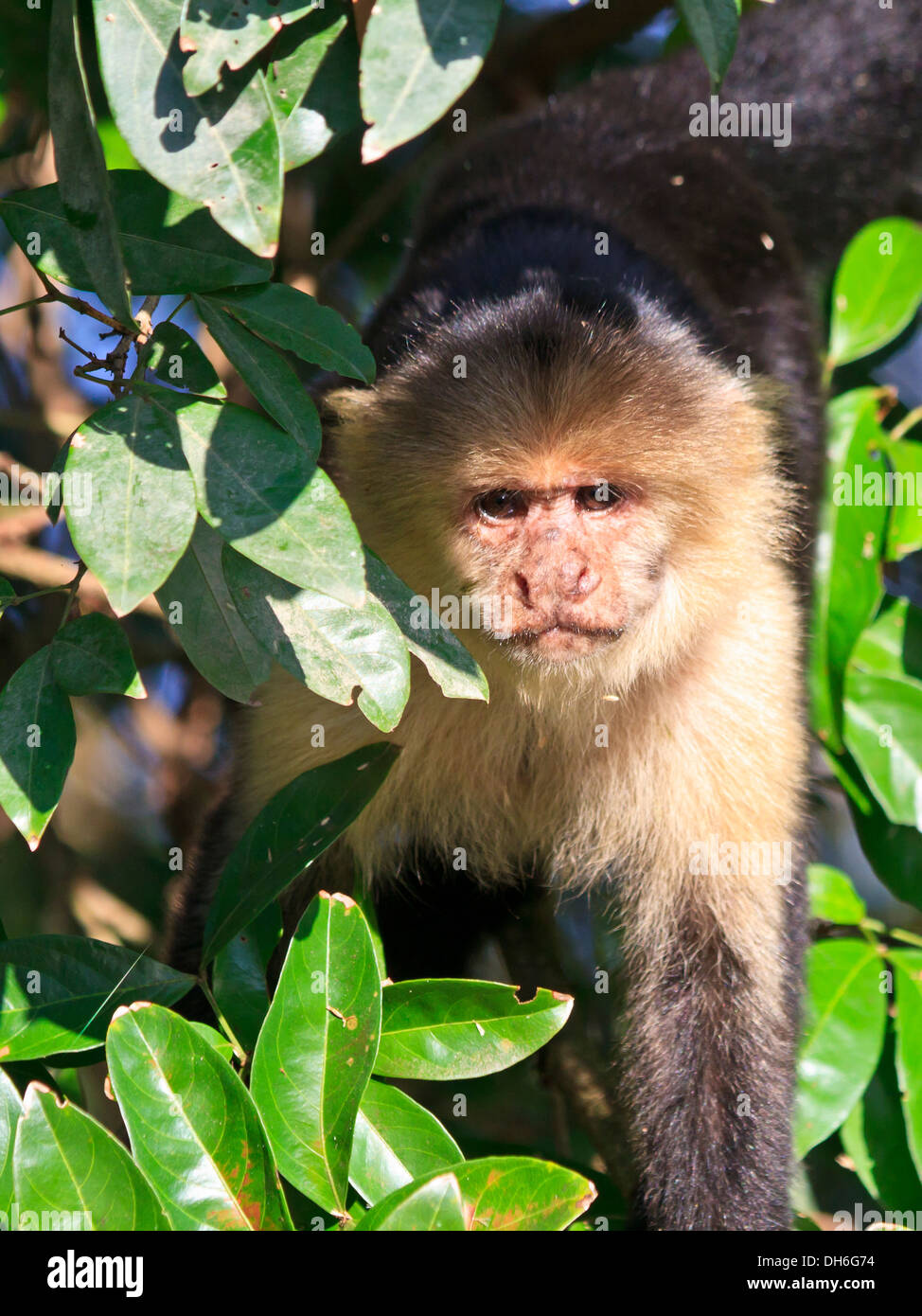 Palo verde monkey river Banque de photographies et d’images à haute ...
