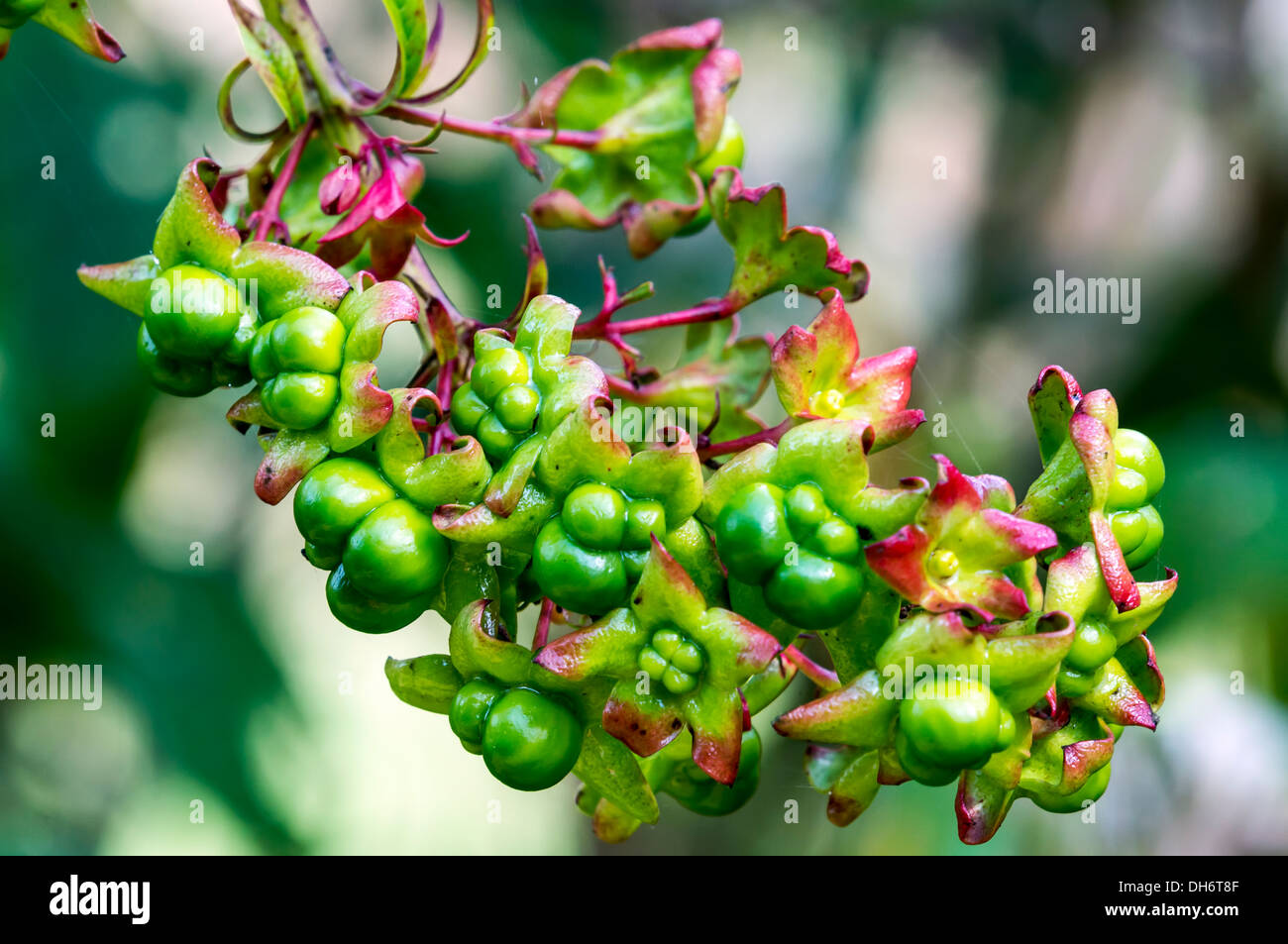 Gloire arlequin Bower (Clerodendrum trichotomum) ou du beurre d'arbuste ...