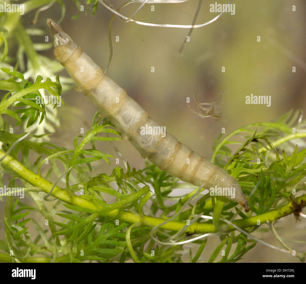 Larva horsefly tabanus sp Banque de photographies et d’images à haute ...