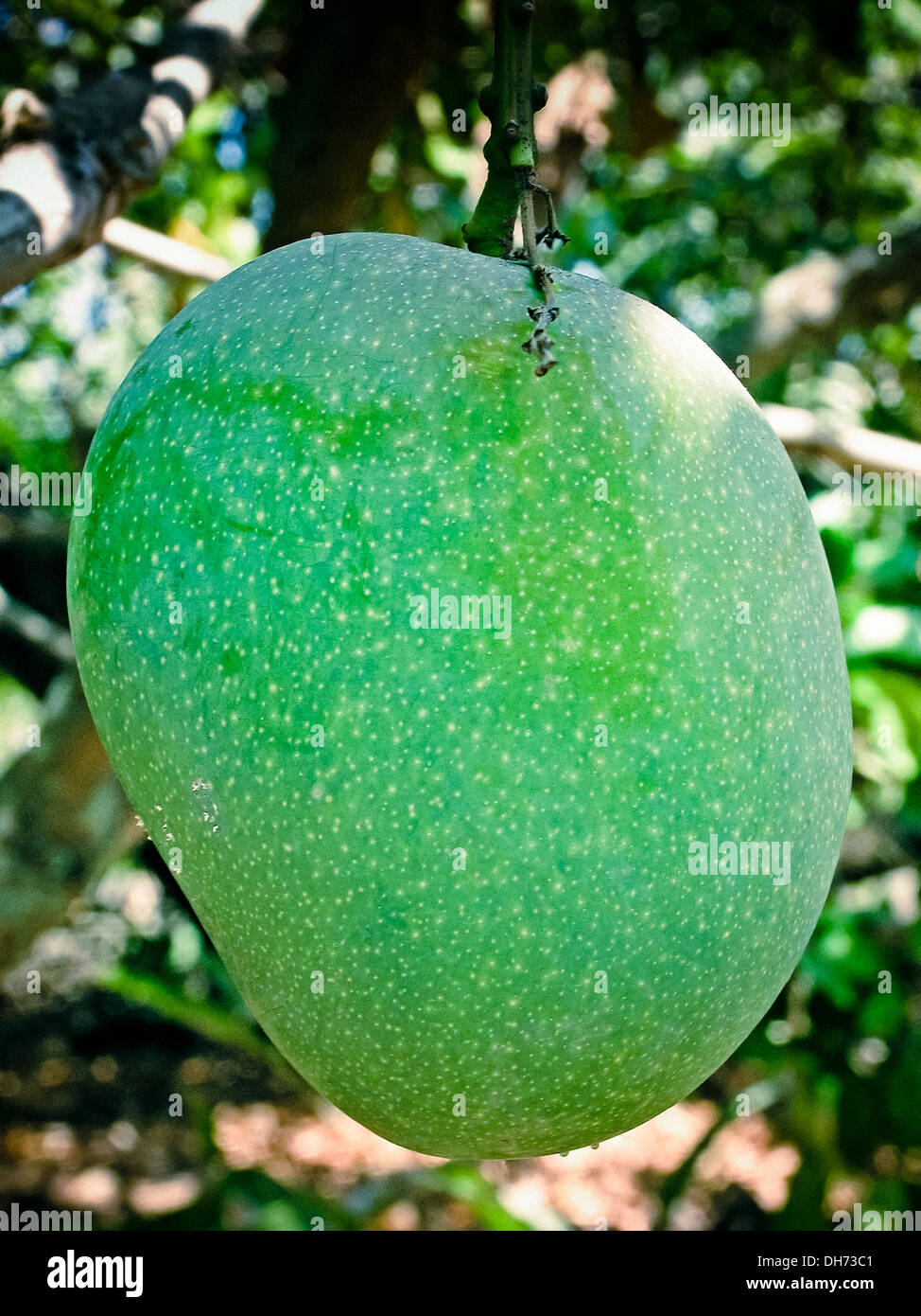 Mangifera indica l Banque de photographies et d’images à haute ...