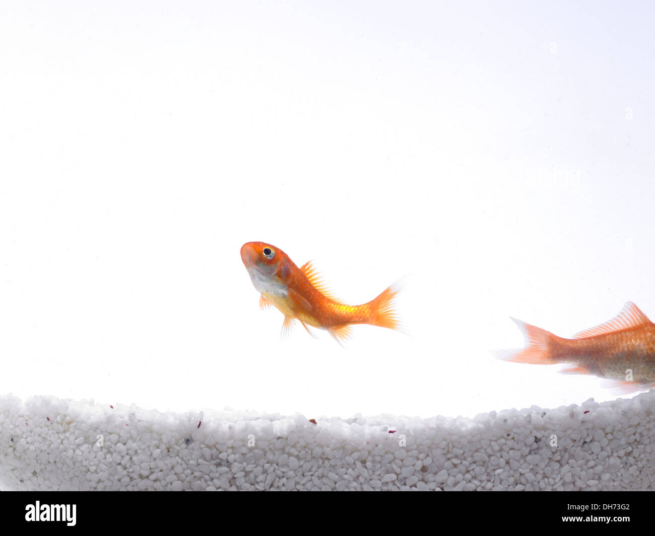 Nage de poisson rouge Banque de photographies et d’images à haute ...