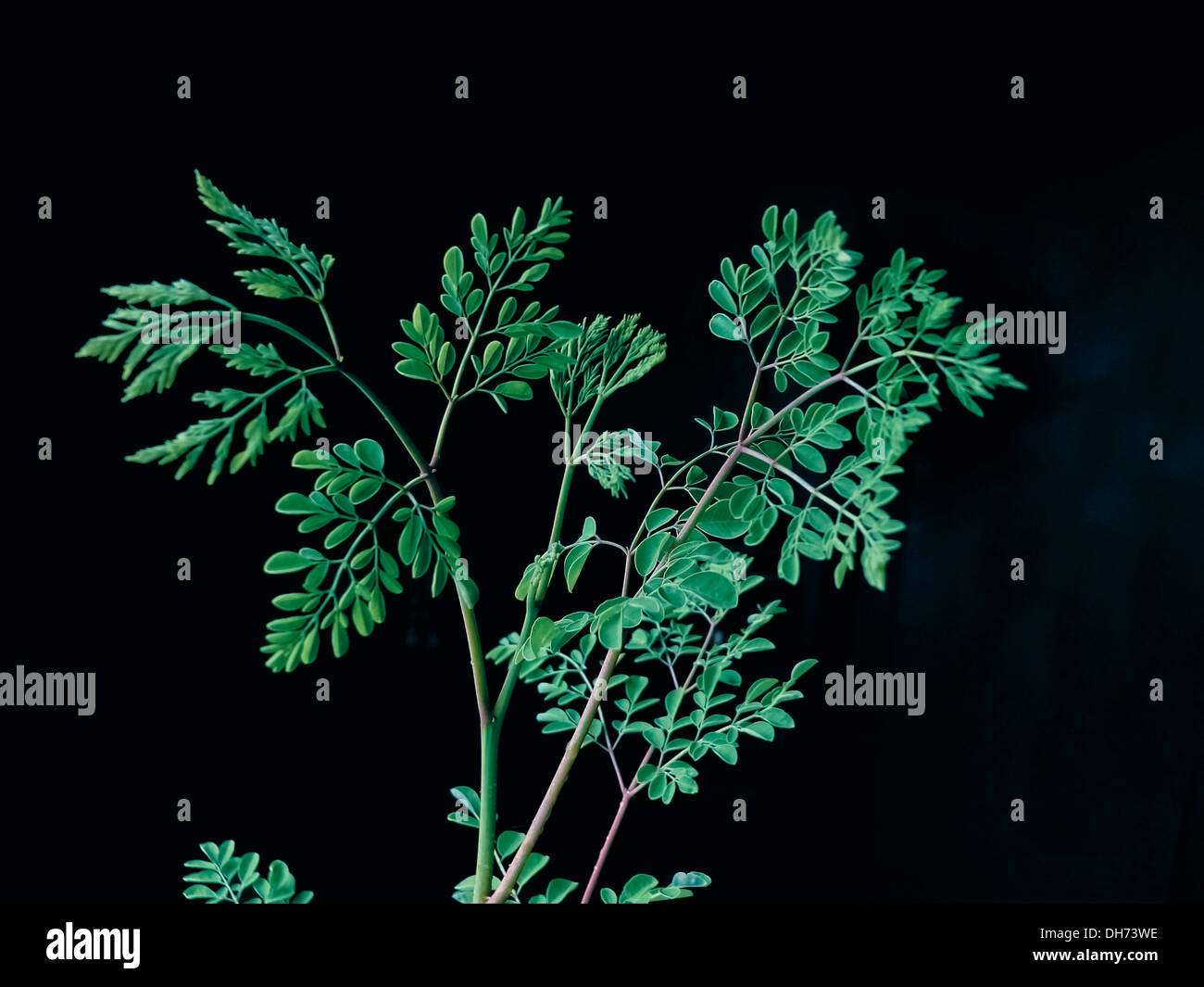 Moringa oleifera syn Banque de photographies et d’images à haute ...