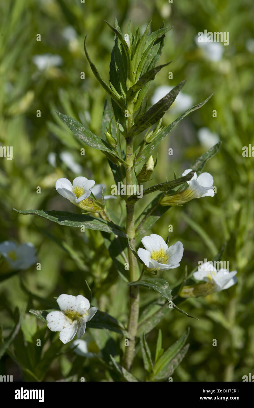 Gratiola officinalis Banque de photographies et d’images à haute ...