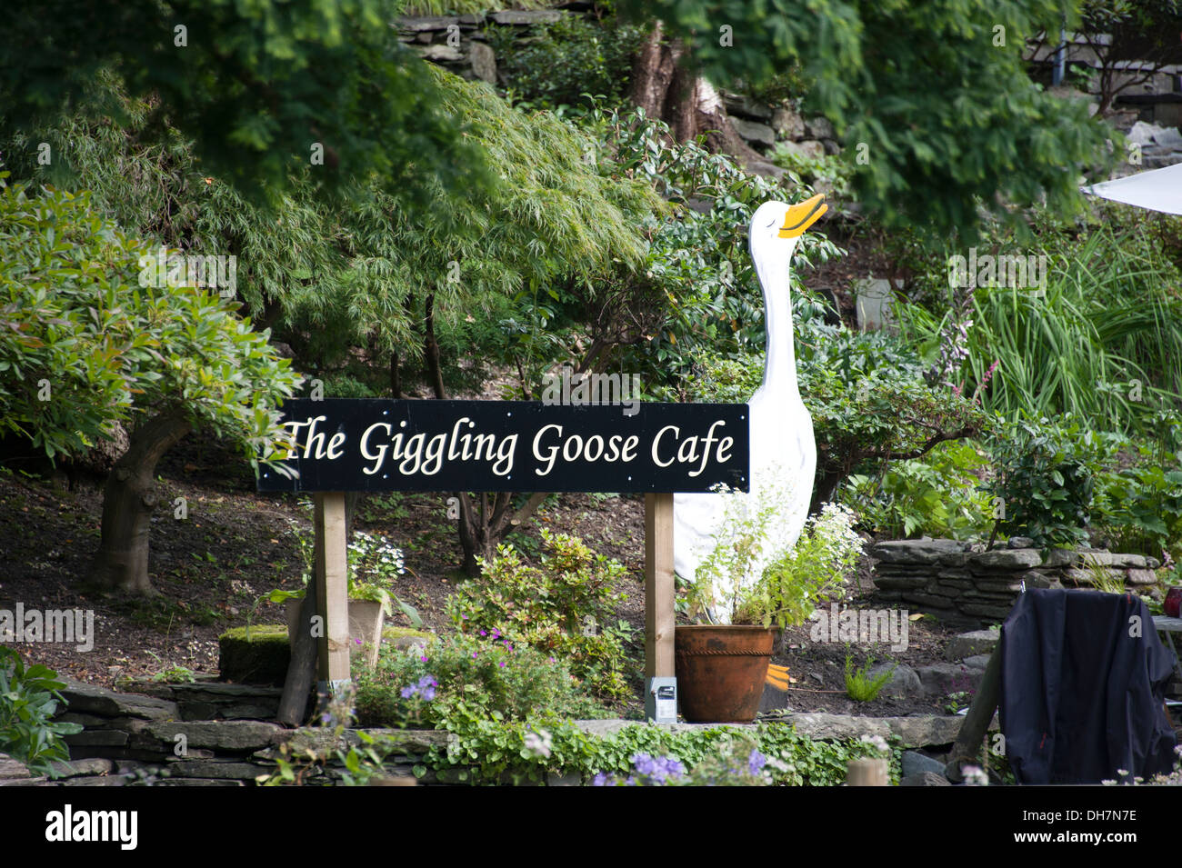 Oie gloussante Banque de photographies et d’images à haute résolution ...