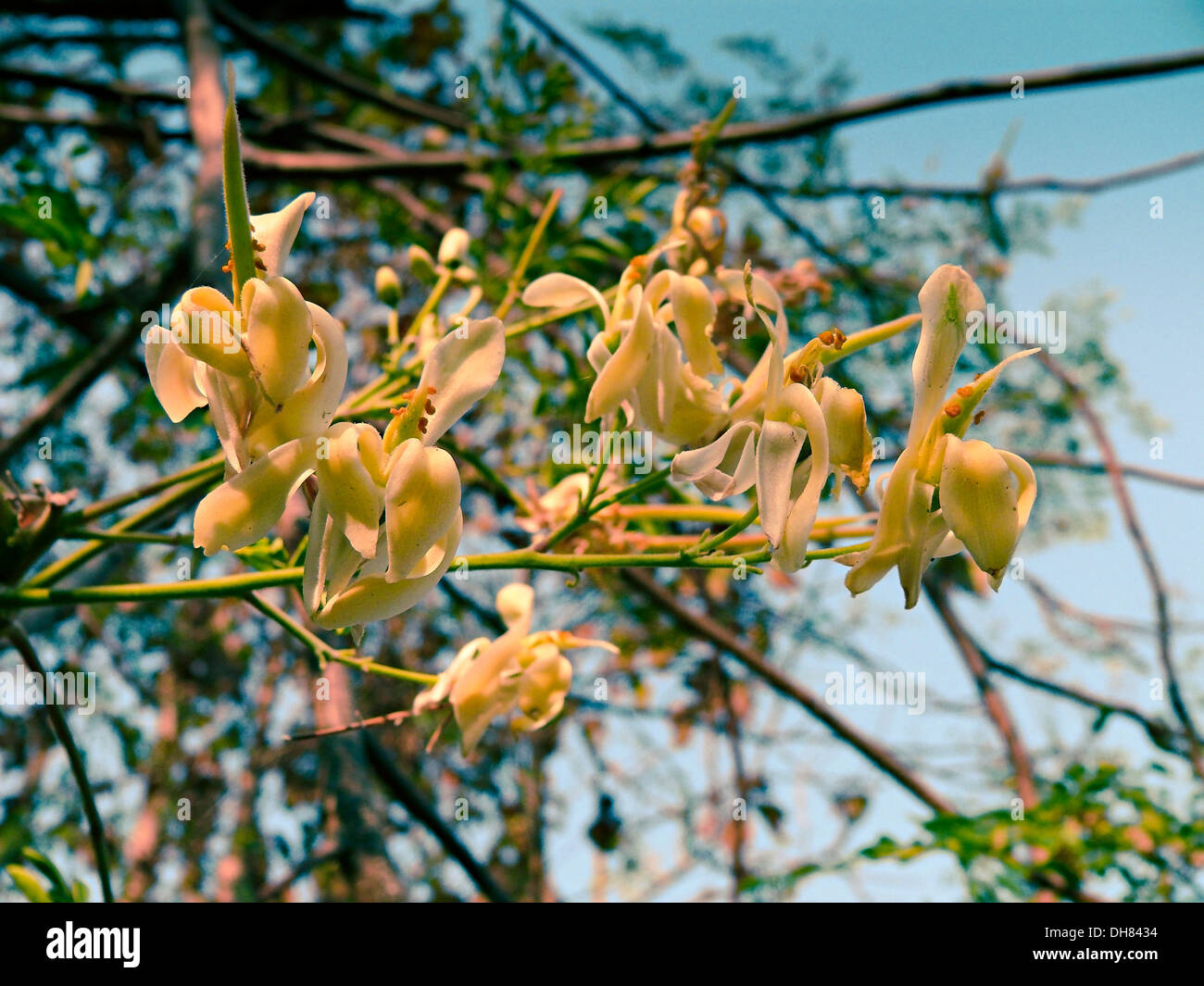 Fleurs de l'arbre Moringa Moringa oleifera, syn. M. pterygosperma F ...