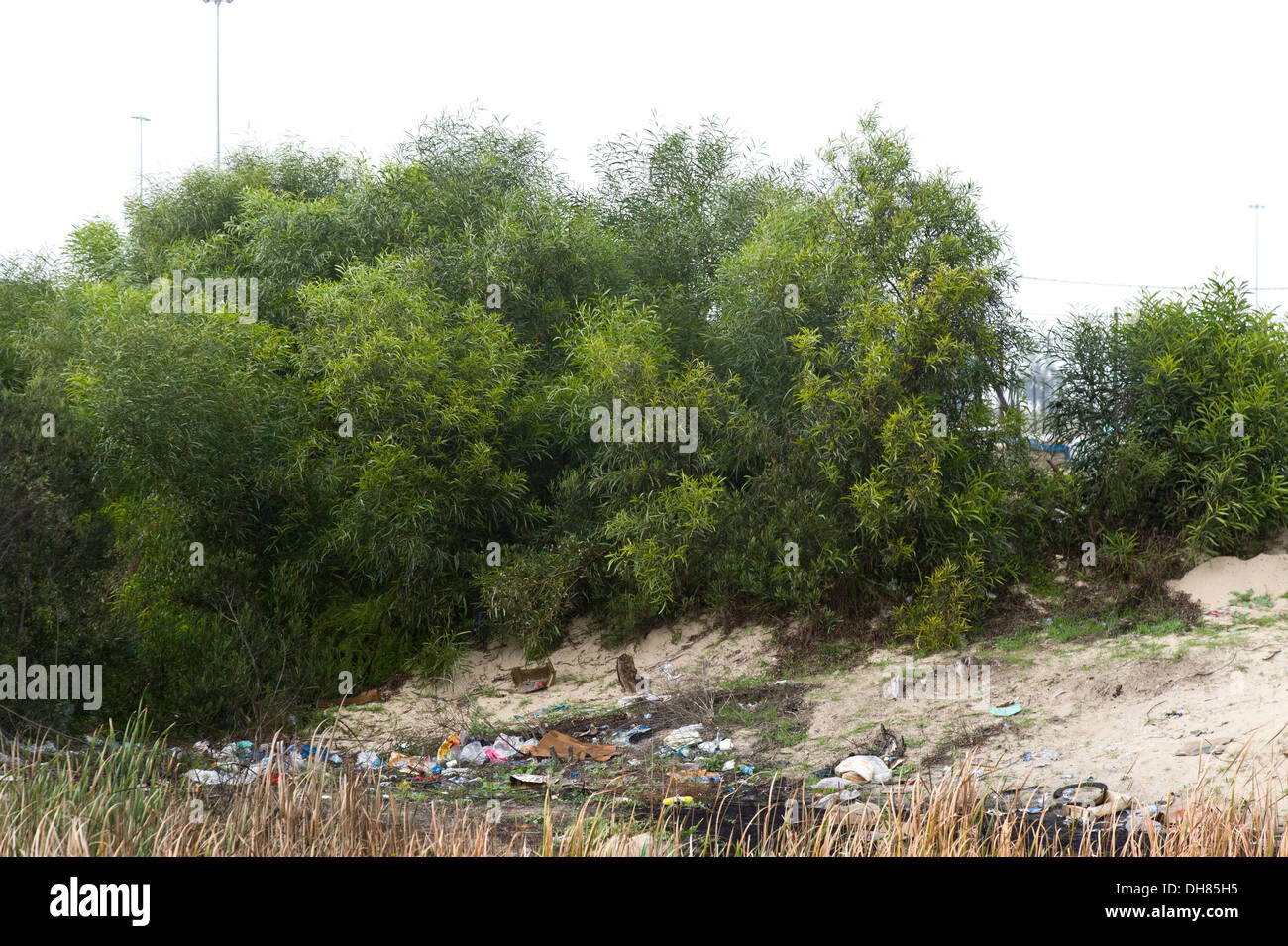 Australian invasive species Banque de photographies et d’images à haute ...