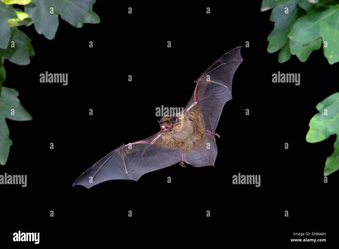 Noctule moindre ou de Leisler Nyctalus leisleri (bat) en vol, la ...