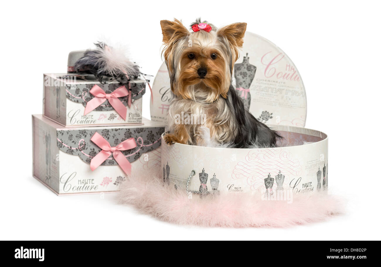 Yorkshire humour Banque d'images détourées - Alamy