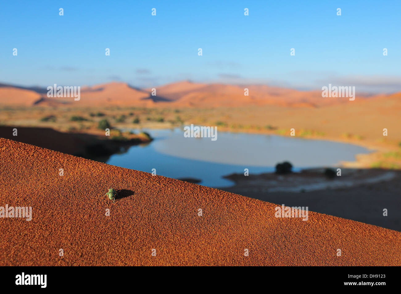 Un insecte sur une dune avec Sossusvlei dans le désert du Namib Namibie ...