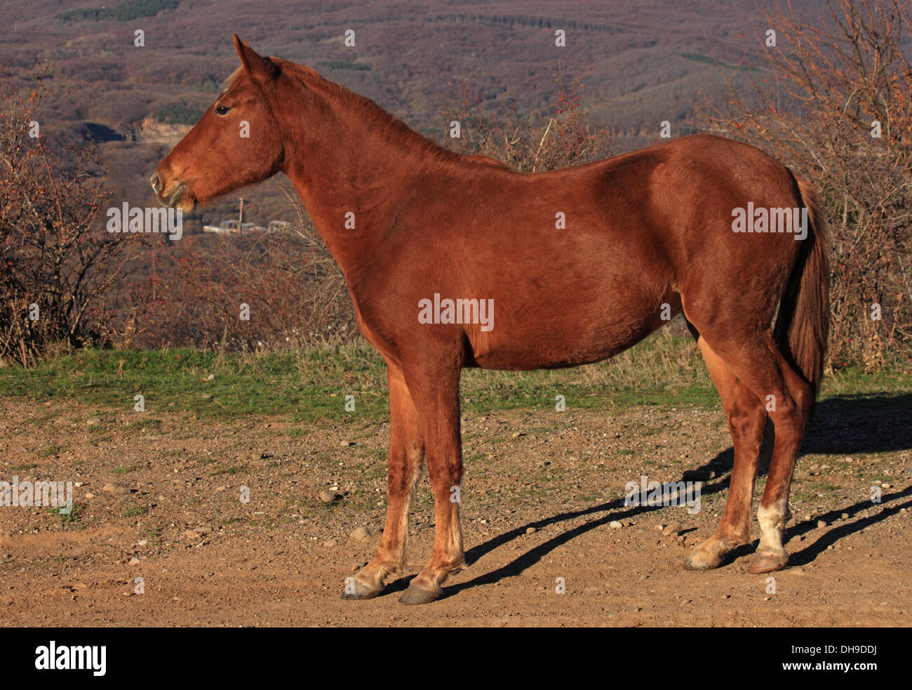 Cheval alezan Banque de photographies et d’images à haute résolution ...