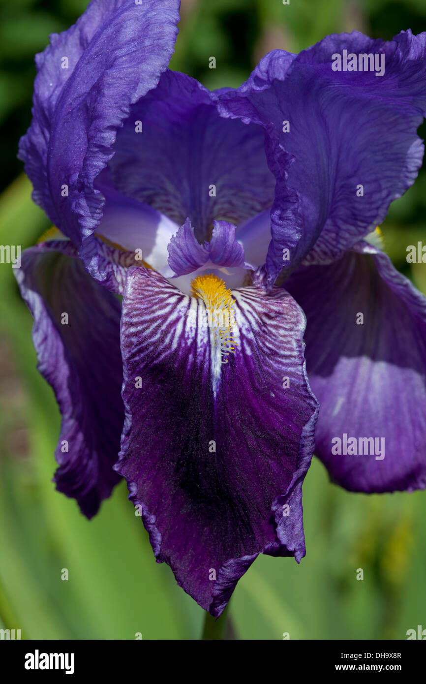 Iris jaune iris Banque de photographies et d’images à haute résolution ...
