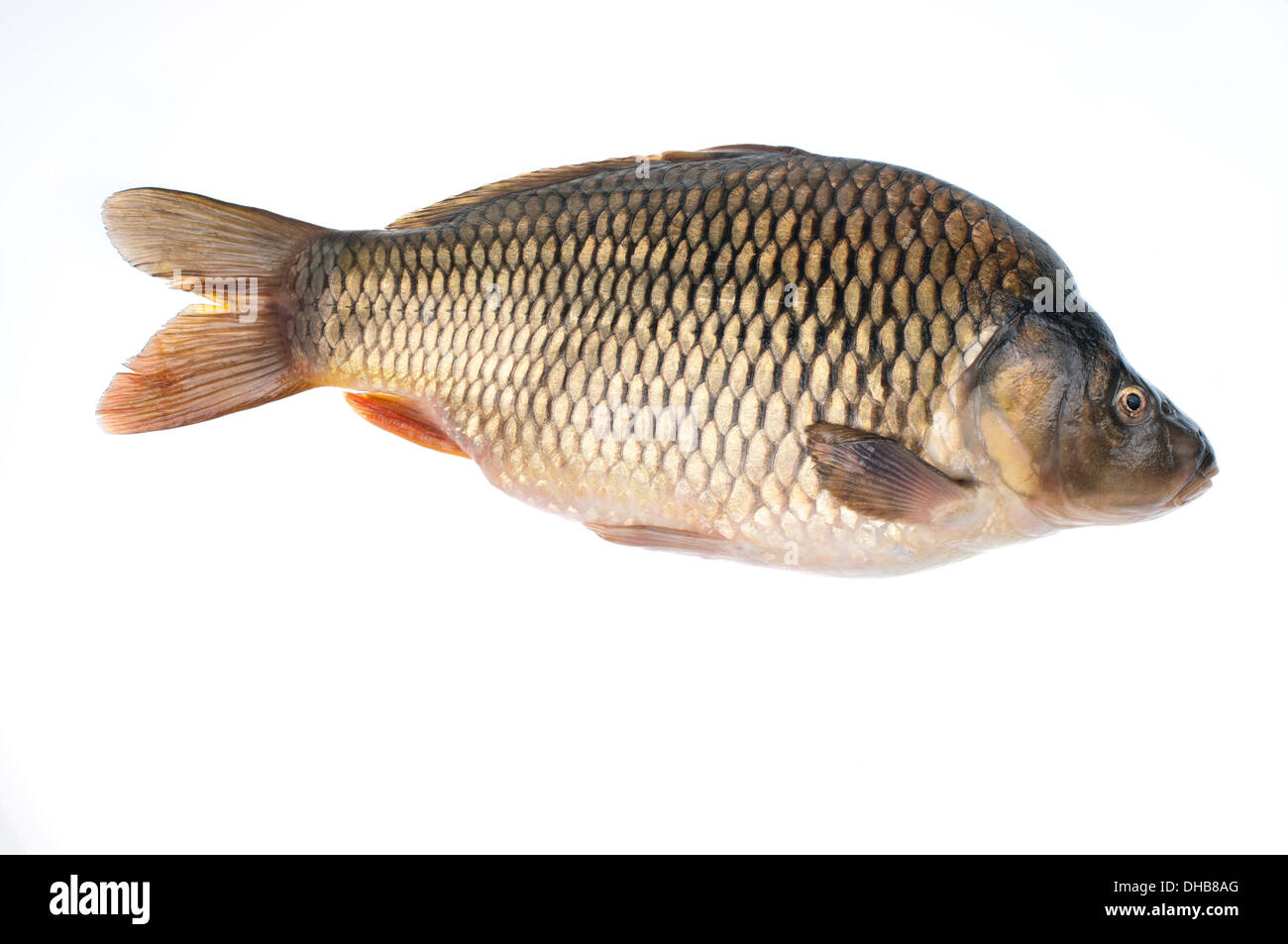 Poisson carpe- sur un fond blanc Photo Stock - Alamy
