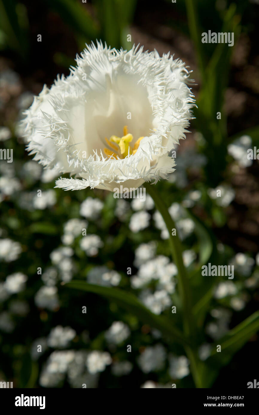 Tulipe blanche jardin Banque de photographies et d’images à haute ...