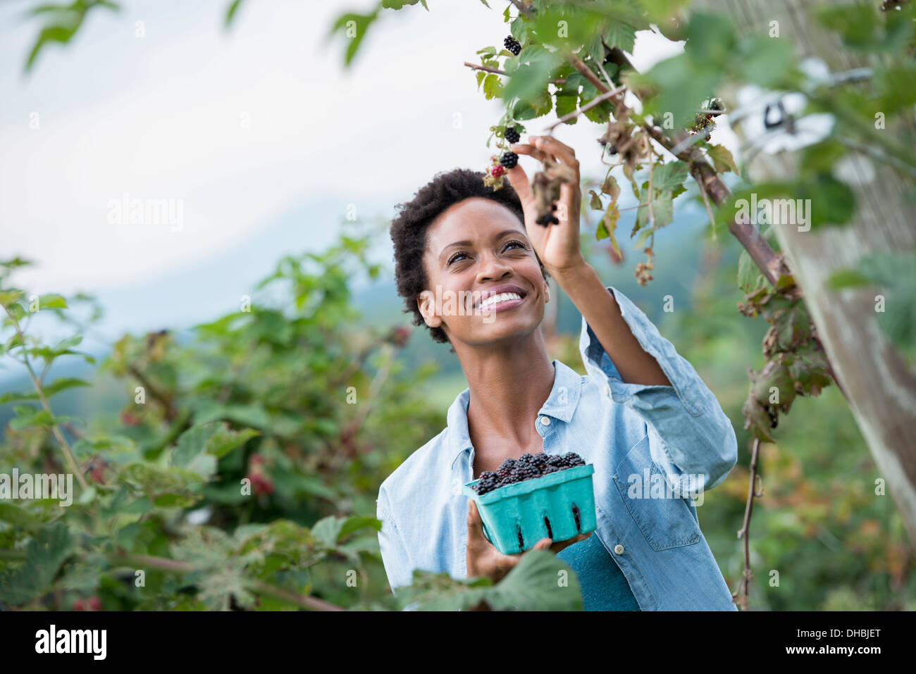 Ramasser les cheveux Banque de photographies et d’images à haute ...
