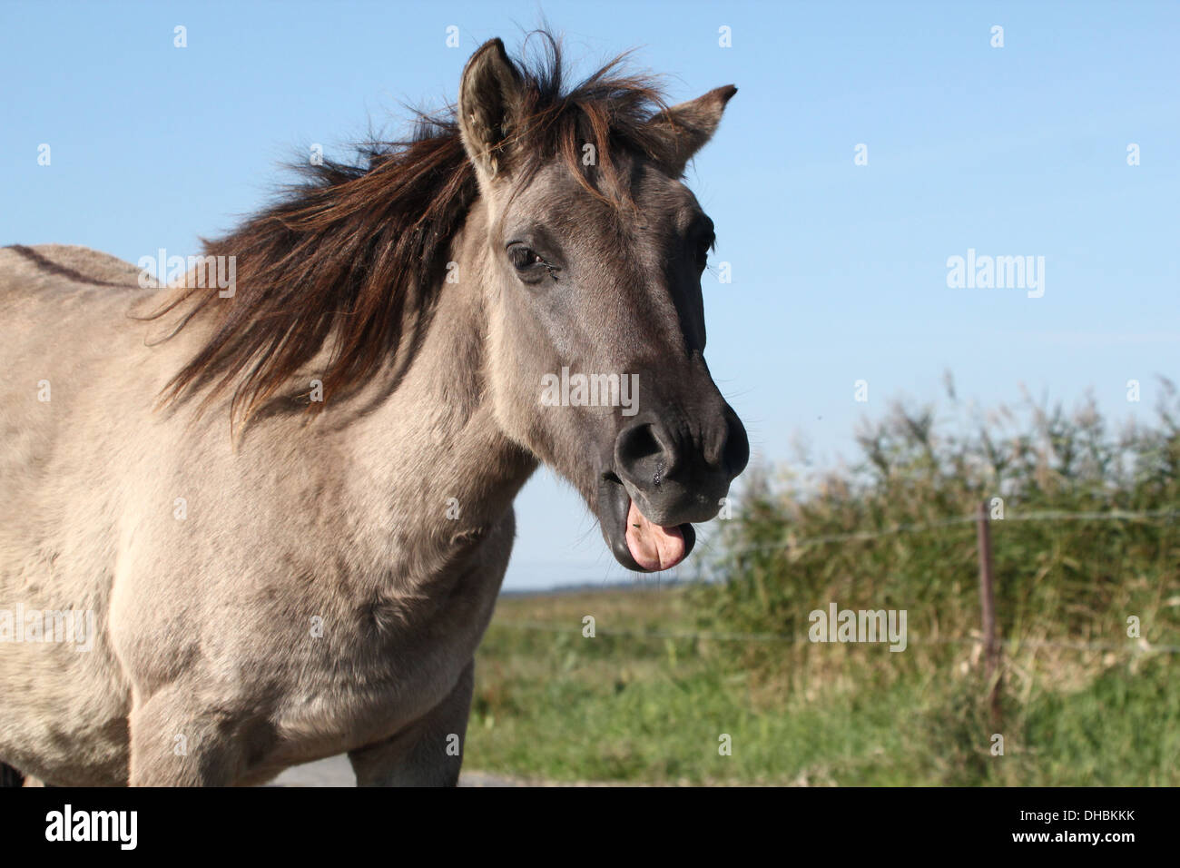 Cheval primitif polonais Banque de photographies et d’images à haute ...