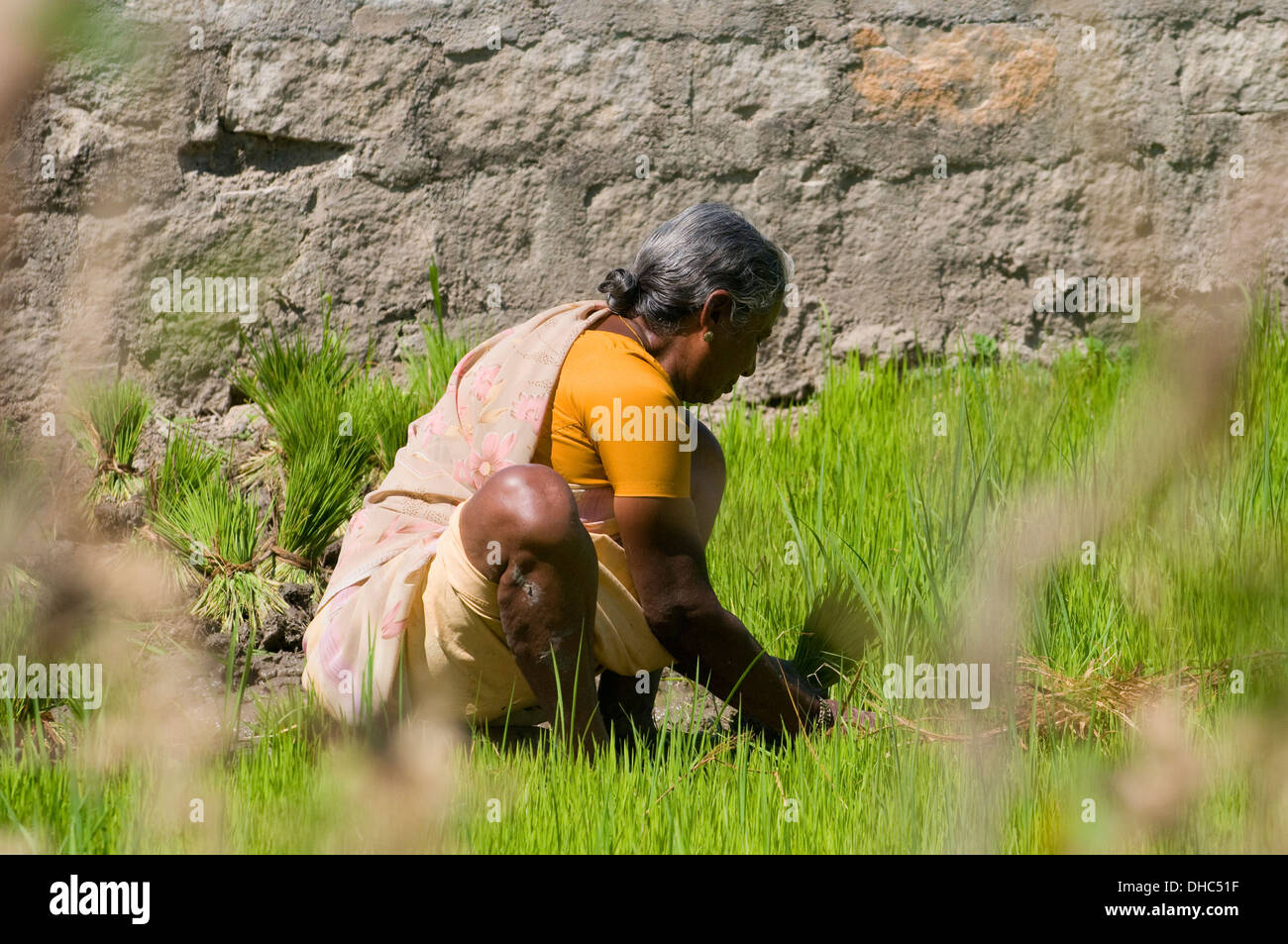 Agriculteur en inde du sud Banque de photographies et d’images à haute ...