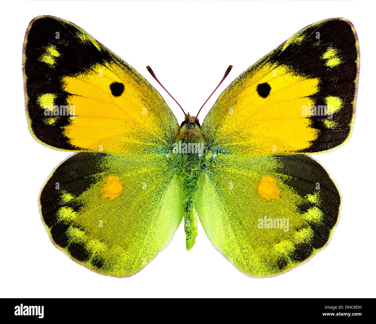 Papillon nuage vert Banque d'images détourées - Alamy