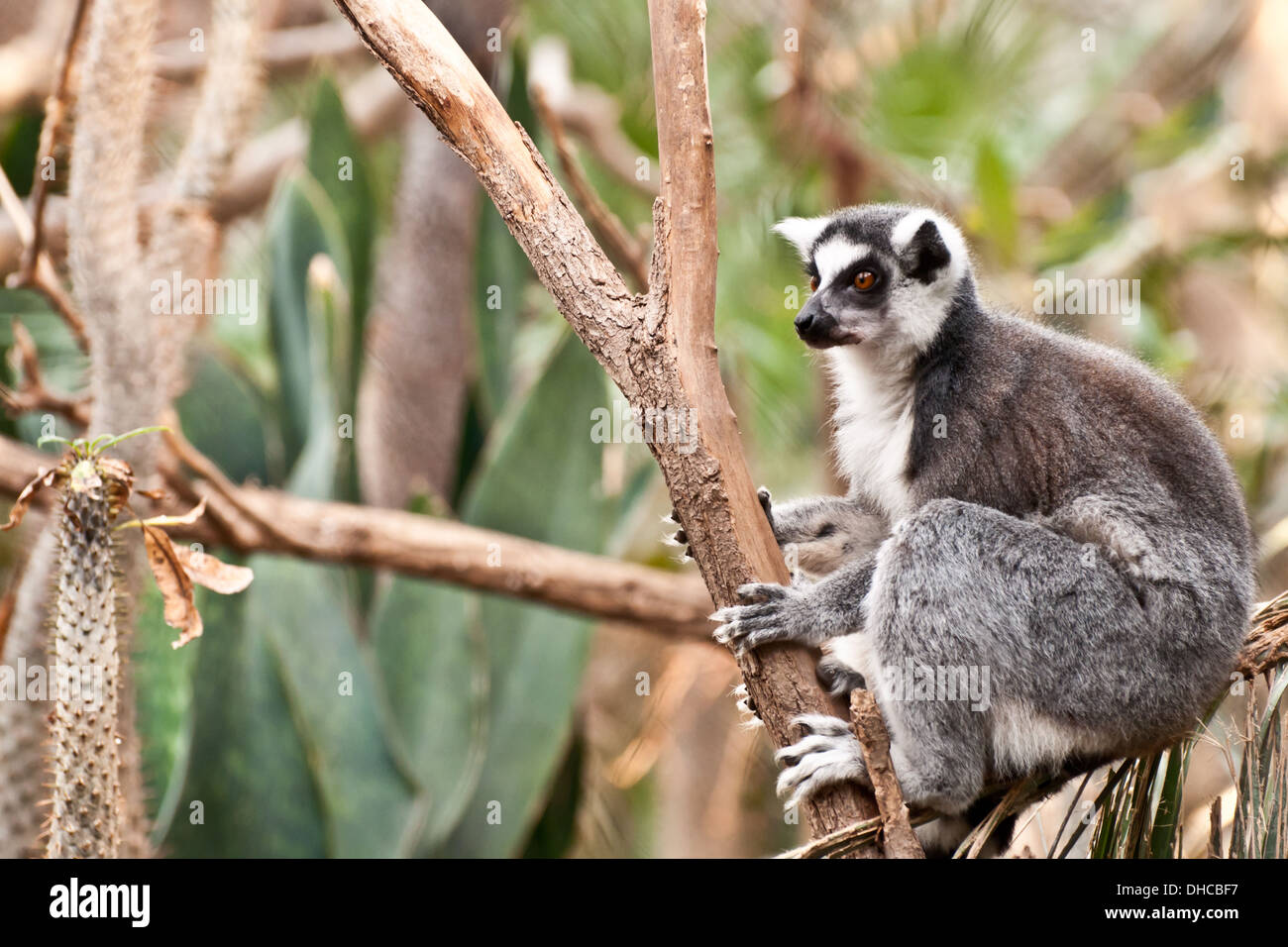 Lemur feet Banque de photographies et d’images à haute résolution - Alamy