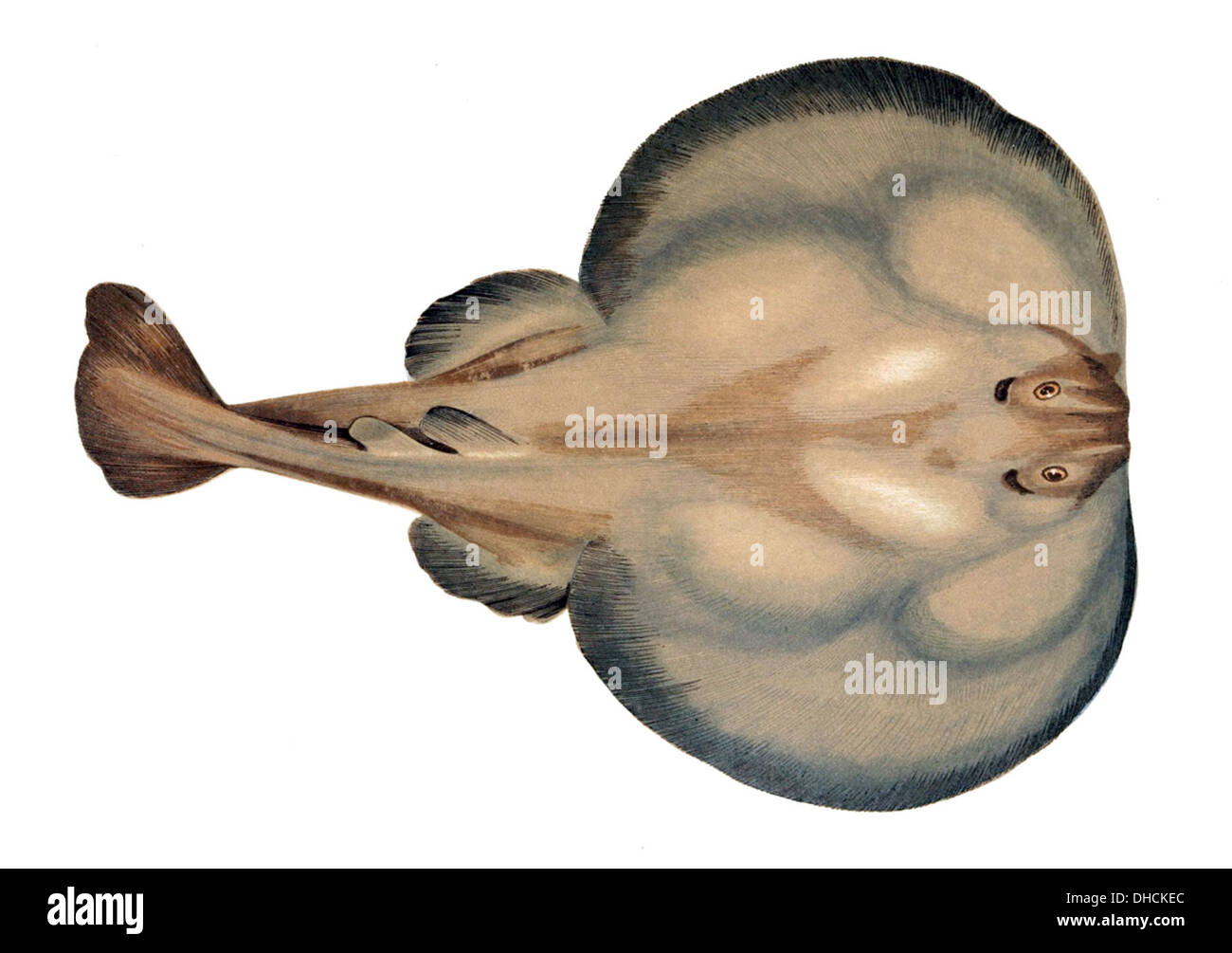 Torpedo nobiliana Banque de photographies et d’images à haute ...