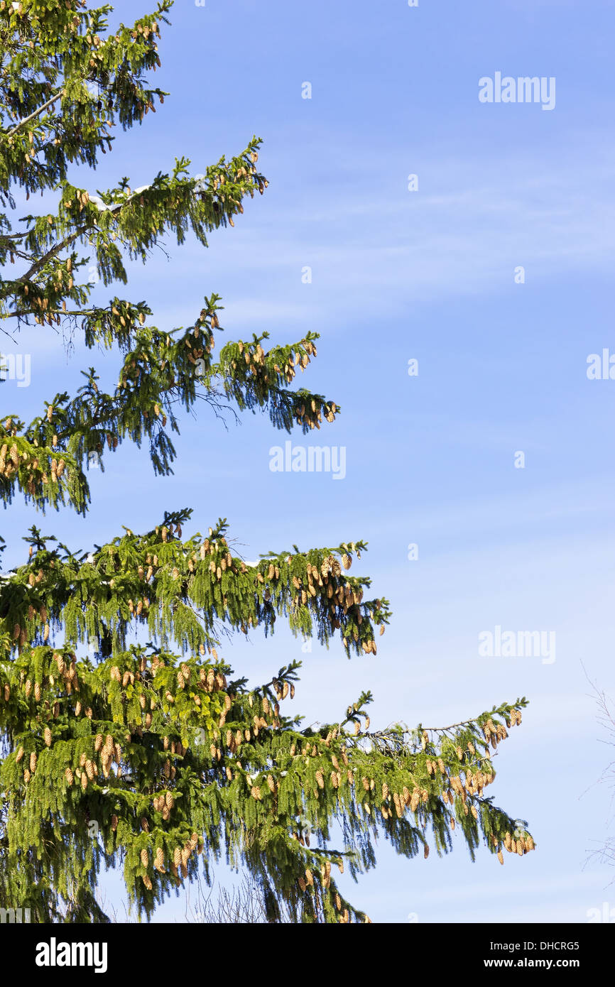 Fir tree branches Banque de photographies et d’images à haute résolution - Alamy