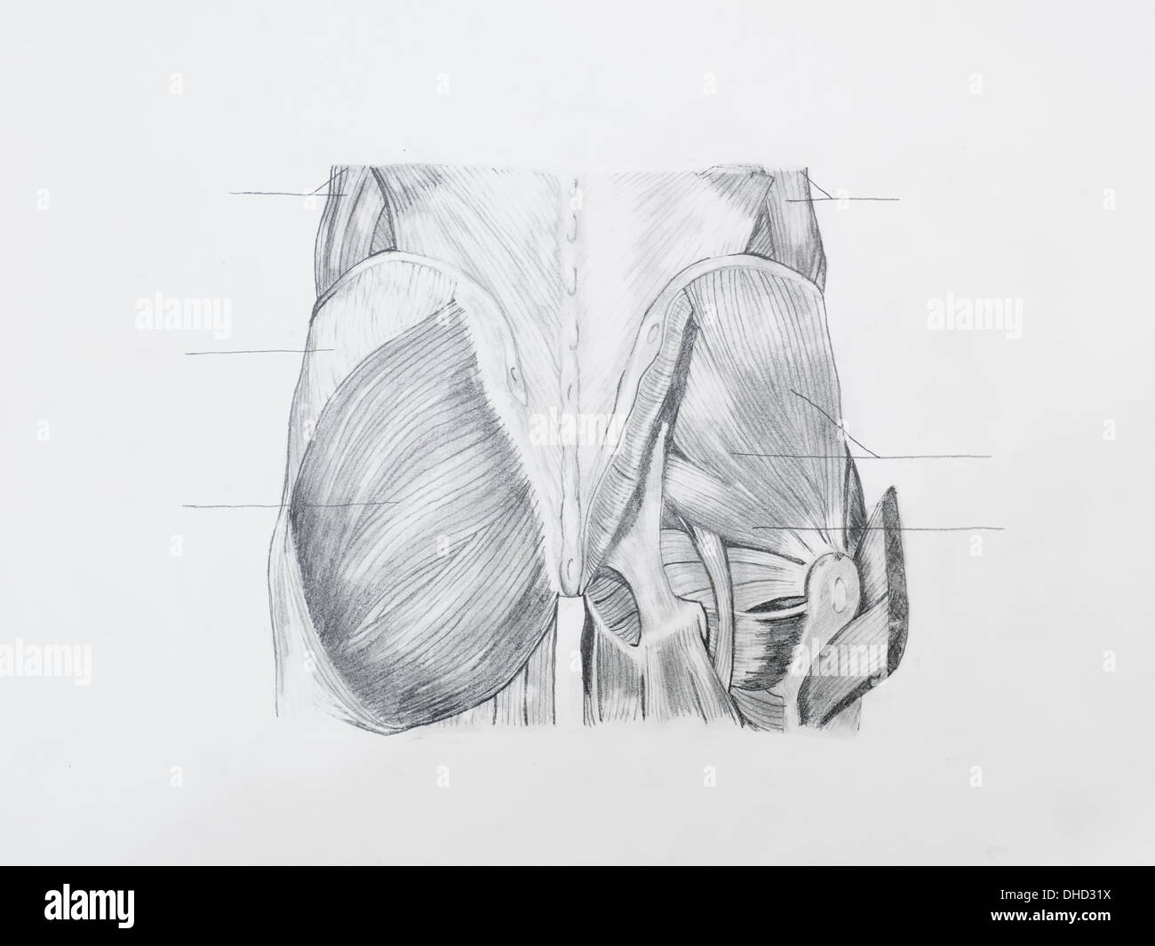 Anatomie des fesses humaines Banque de photographies et d’images à ...