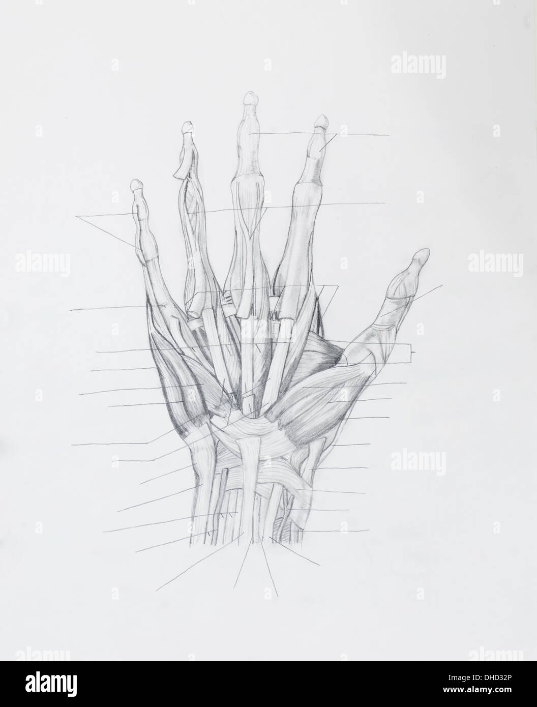 Musculos de la mano Banque de photographies et d’images à haute ...