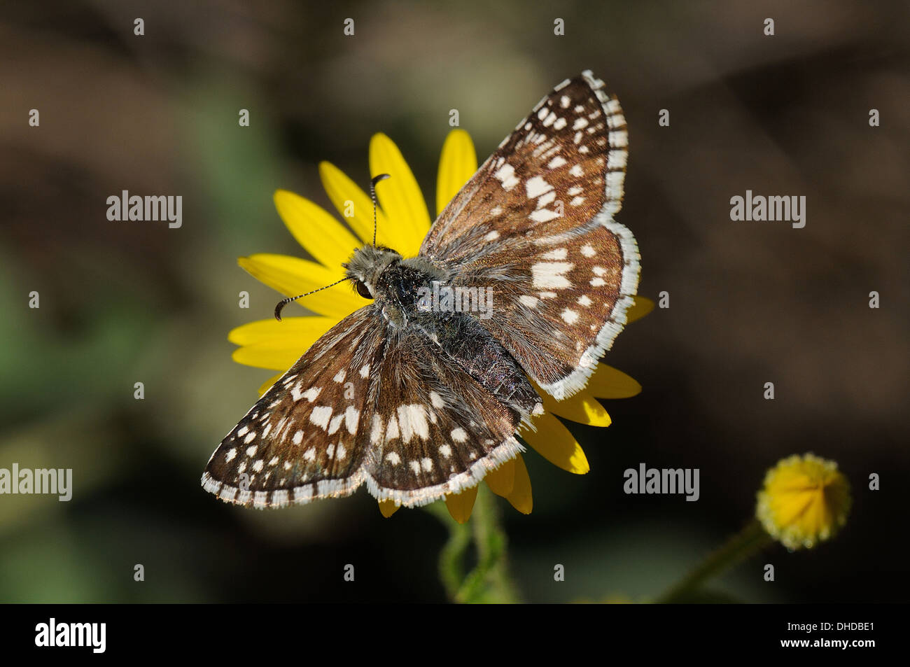 Grizzled skipper Banque de photographies et d’images à haute résolution ...