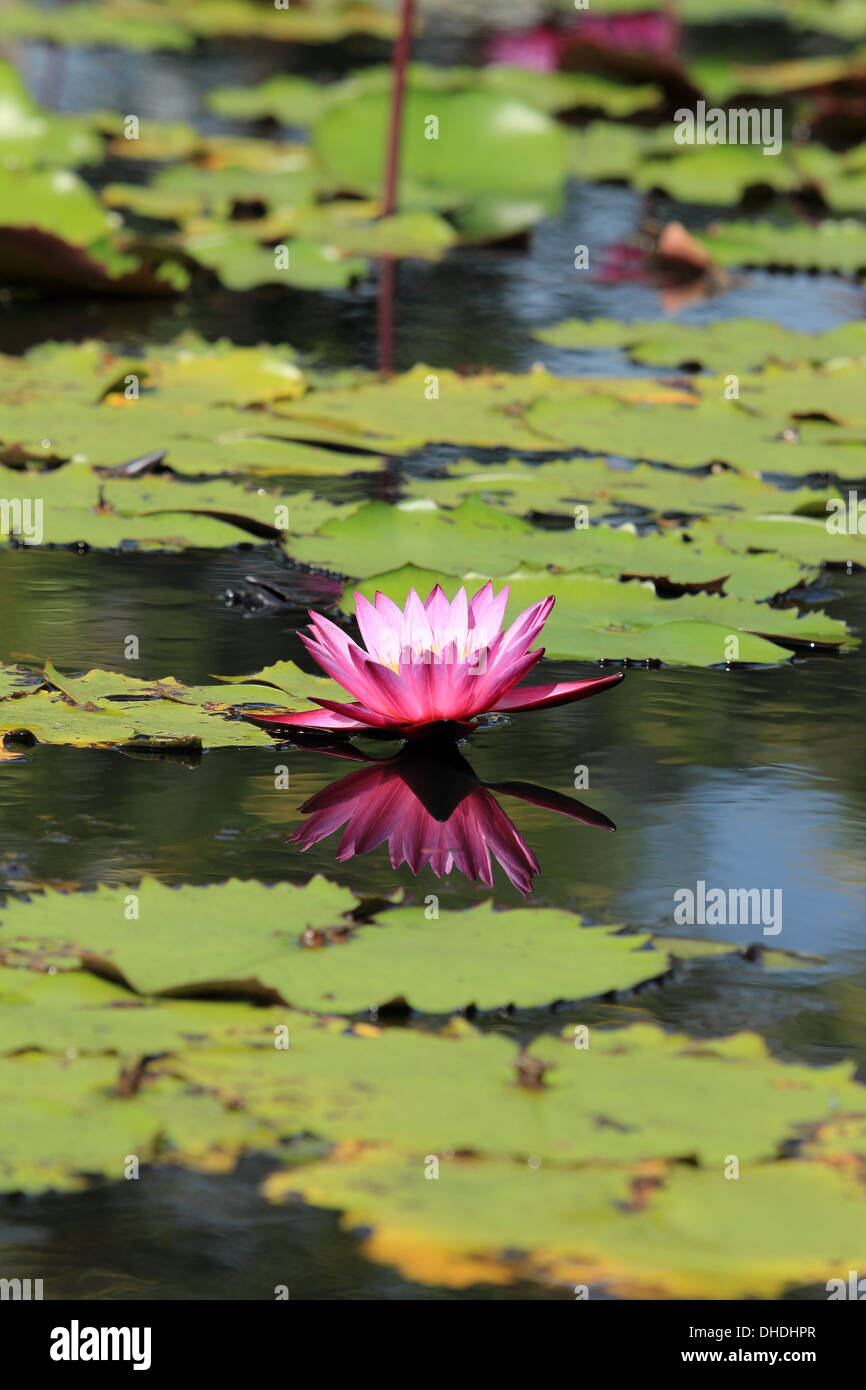 Reflet de la fleur Banque de photographies et d’images à haute ...