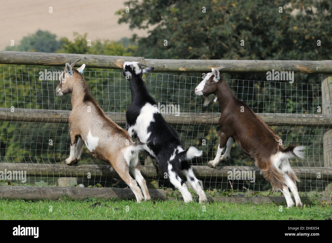 Trois chèvres pygmées (Capra hircus) debout sur des poteaux de clôture ...