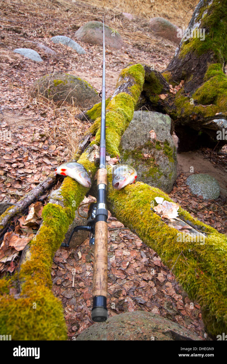 La perche du lac Banque de photographies et d’images à haute résolution ...