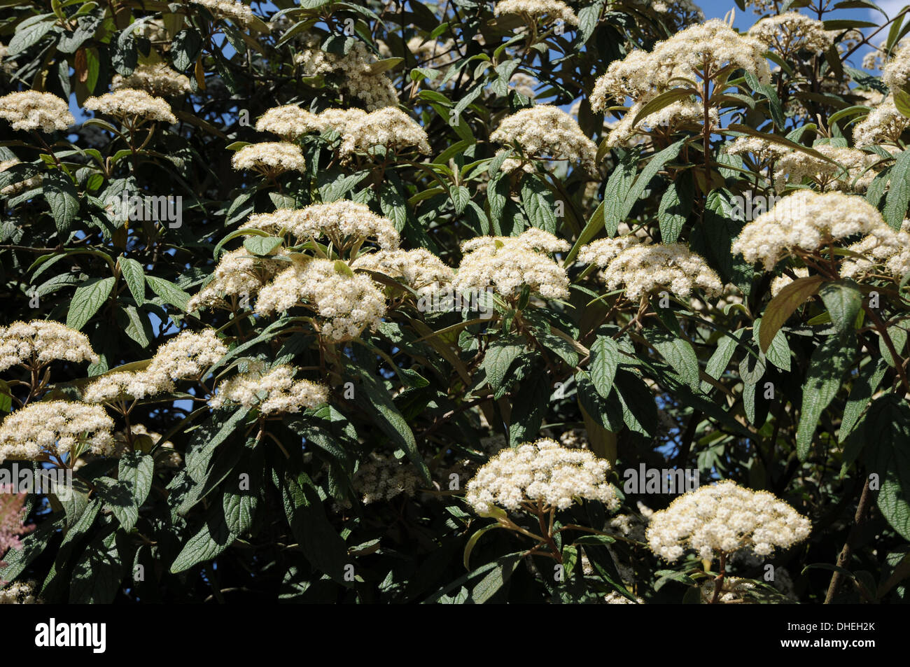 Leatherleaf viburnum Banque de photographies et d’images à haute ...