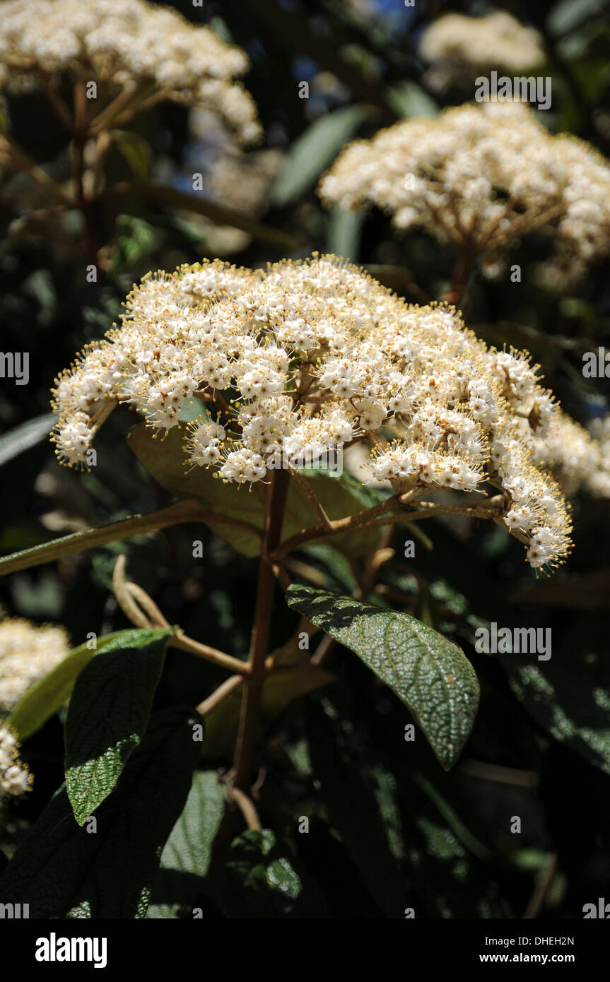 Viburnum rhytidophyllum Banque de photographies et d’images à haute ...